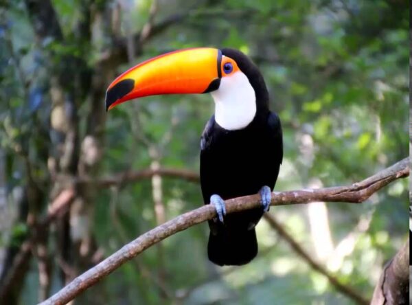 El tucán como mascota - animales.wiki