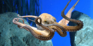 El pulpo común: un inteligente y delicioso habitante de nuestras aguas ...