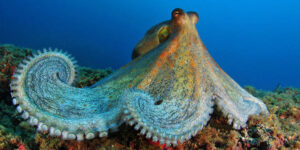 Pulpo Común - animales.wiki