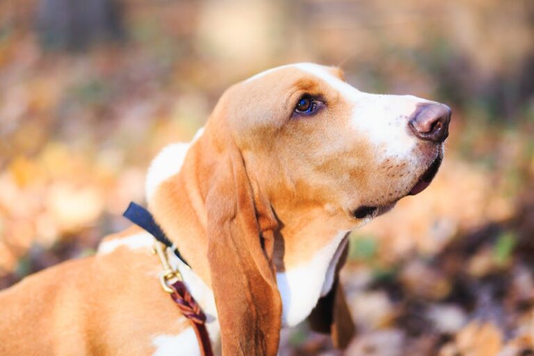 Basset Hound: La Raza de Perro con Patas Cortas y Largas Orejas ...